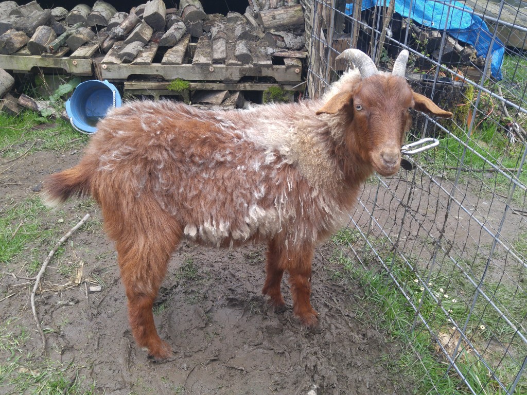 Goats! Time for plucking and shearing – Vandy Hall, Artist